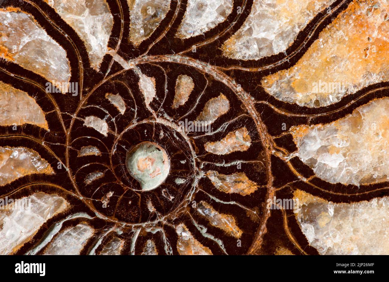 spiral, ammonite, cephalopod, spirals, swirl, swirls, ammonites ...