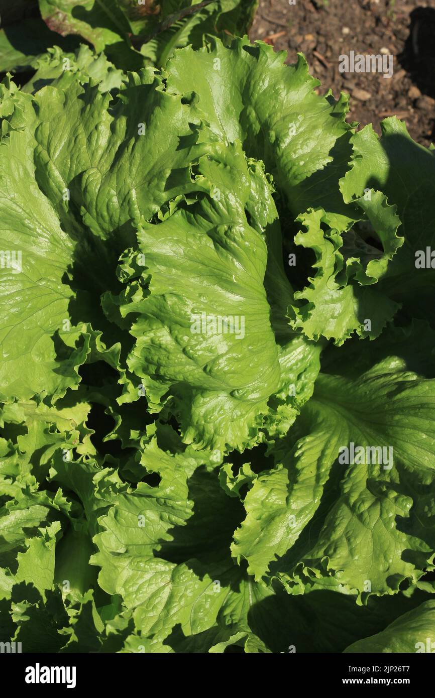 Typical late summer lettuce hi-res stock photography and images - Alamy