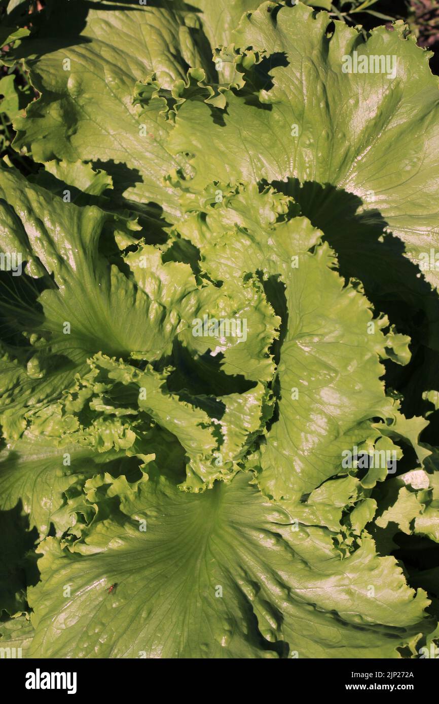 Leafy summer green lettuce growing in the sunny garden Stock Photo - Alamy