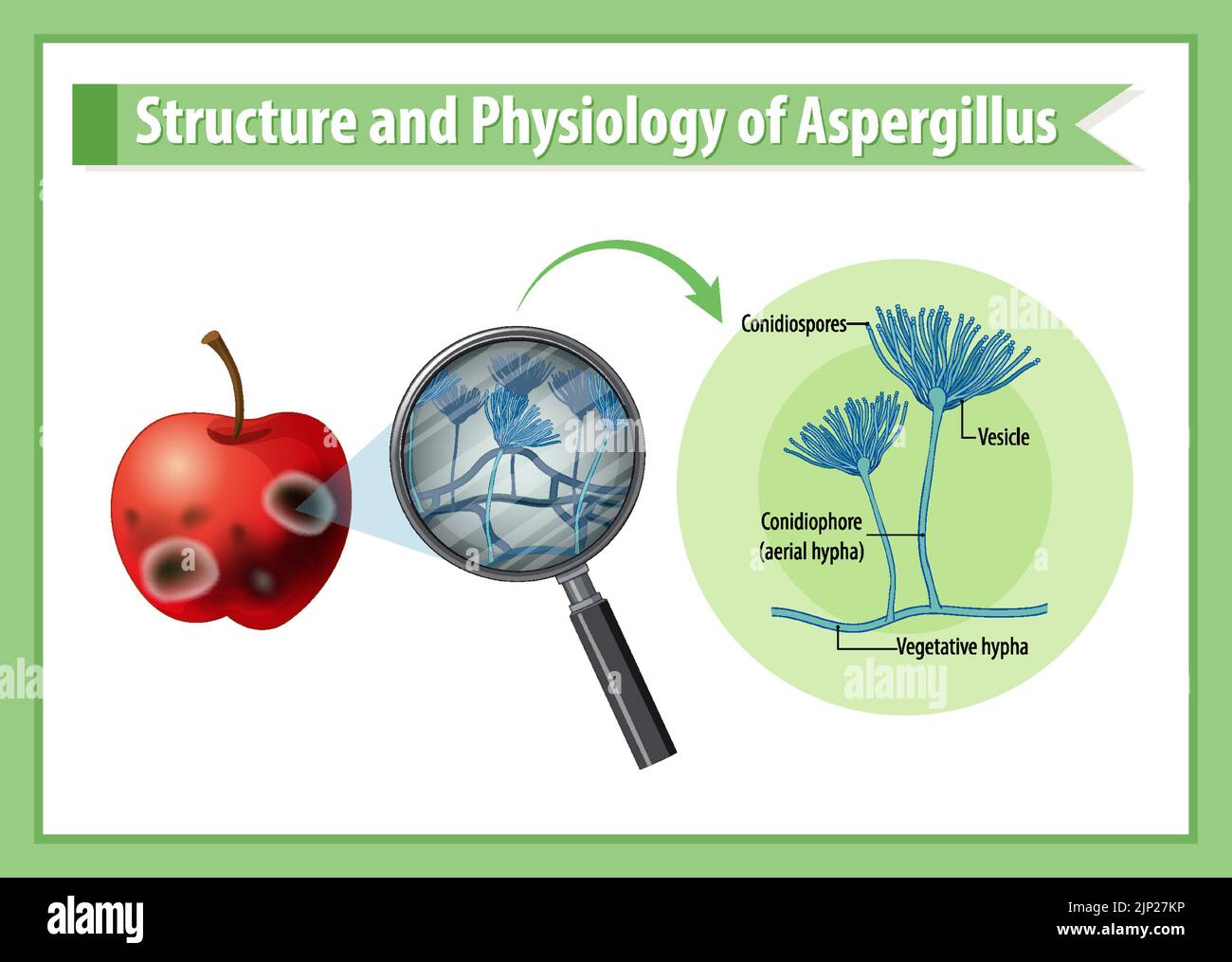 Structure and Physiology of apple Aspergillus illustration Stock Vector ...