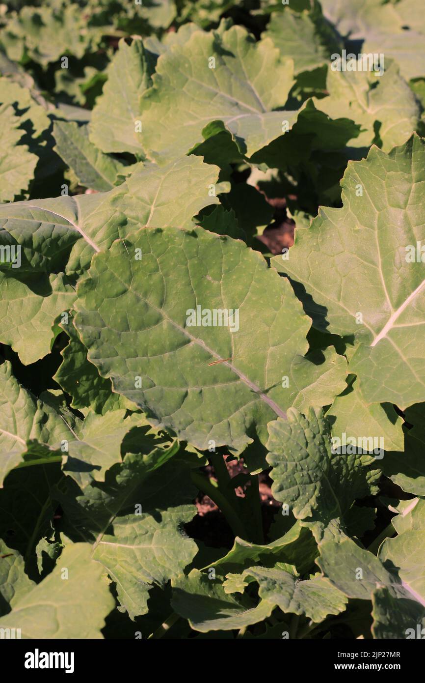 Leafy summer cabbage plants growing in the sunny kitchen garden Stock ...
