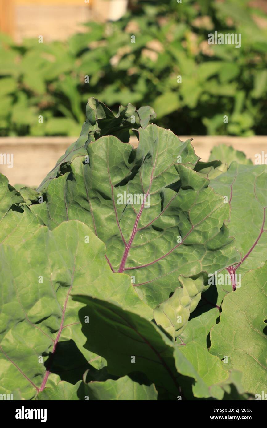 Leafy summer cabbage plants growing in the sunny kitchen garden Stock ...