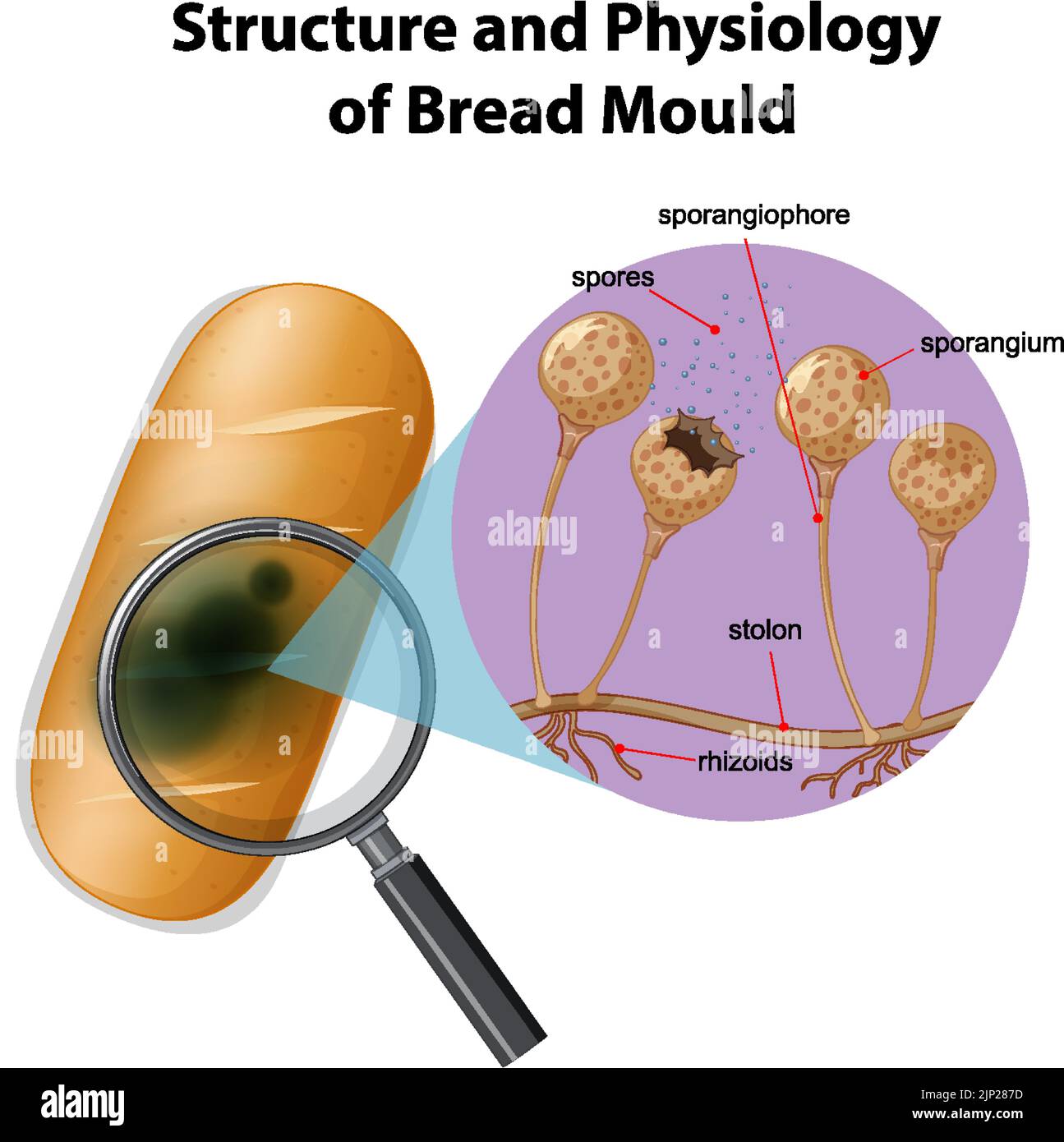 structure and physiology of bread mold illustration Stock Vector Image ...