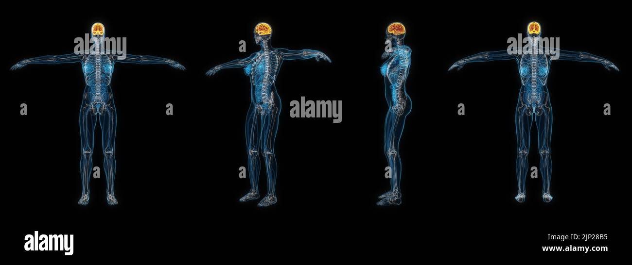 3d rendering set of human female body brain x-ray isolated on black ...