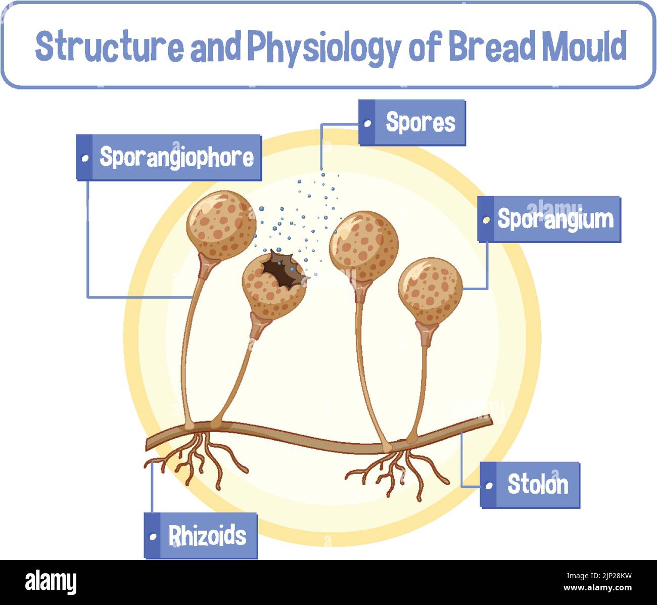 Structure and Physiology of Bread Mold illustration Stock Vector Image ...
