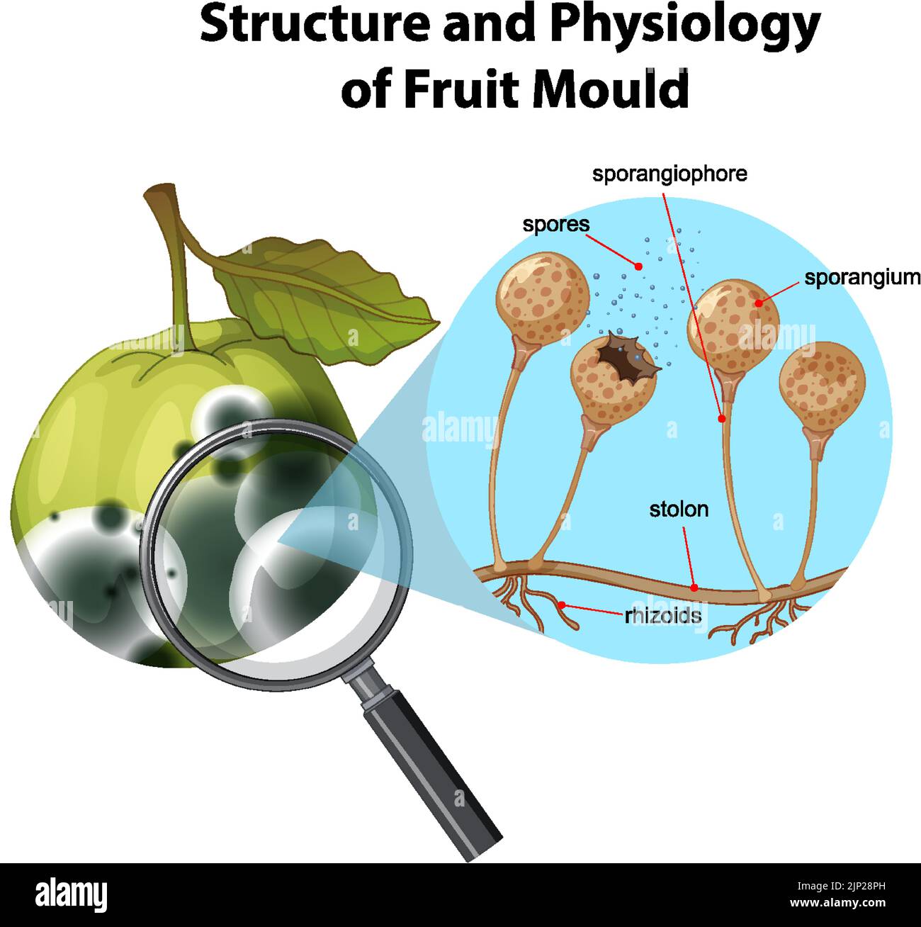 Moldy fruit Stock Vector Images - Alamy