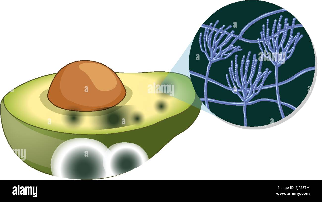 Inedible decomposed avocado with mould illustration Stock Vector Image ...