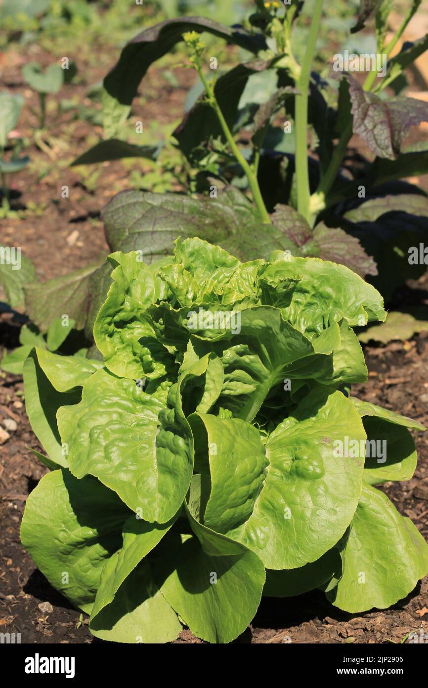Leafy summer green lettuce growing in the sunny garden Stock Photo - Alamy