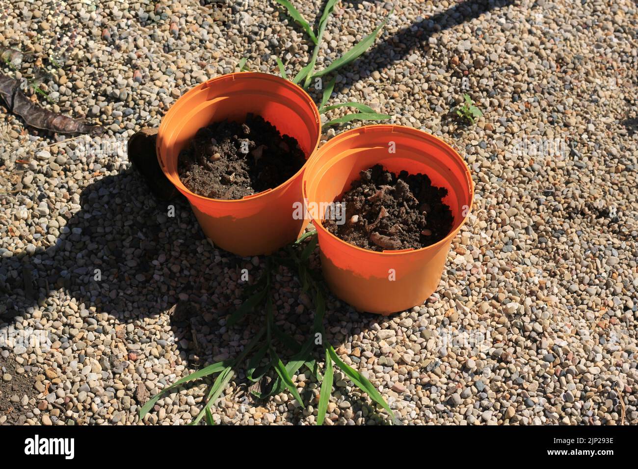 Two typical brown plastic planting pots with soil in the them Stock ...