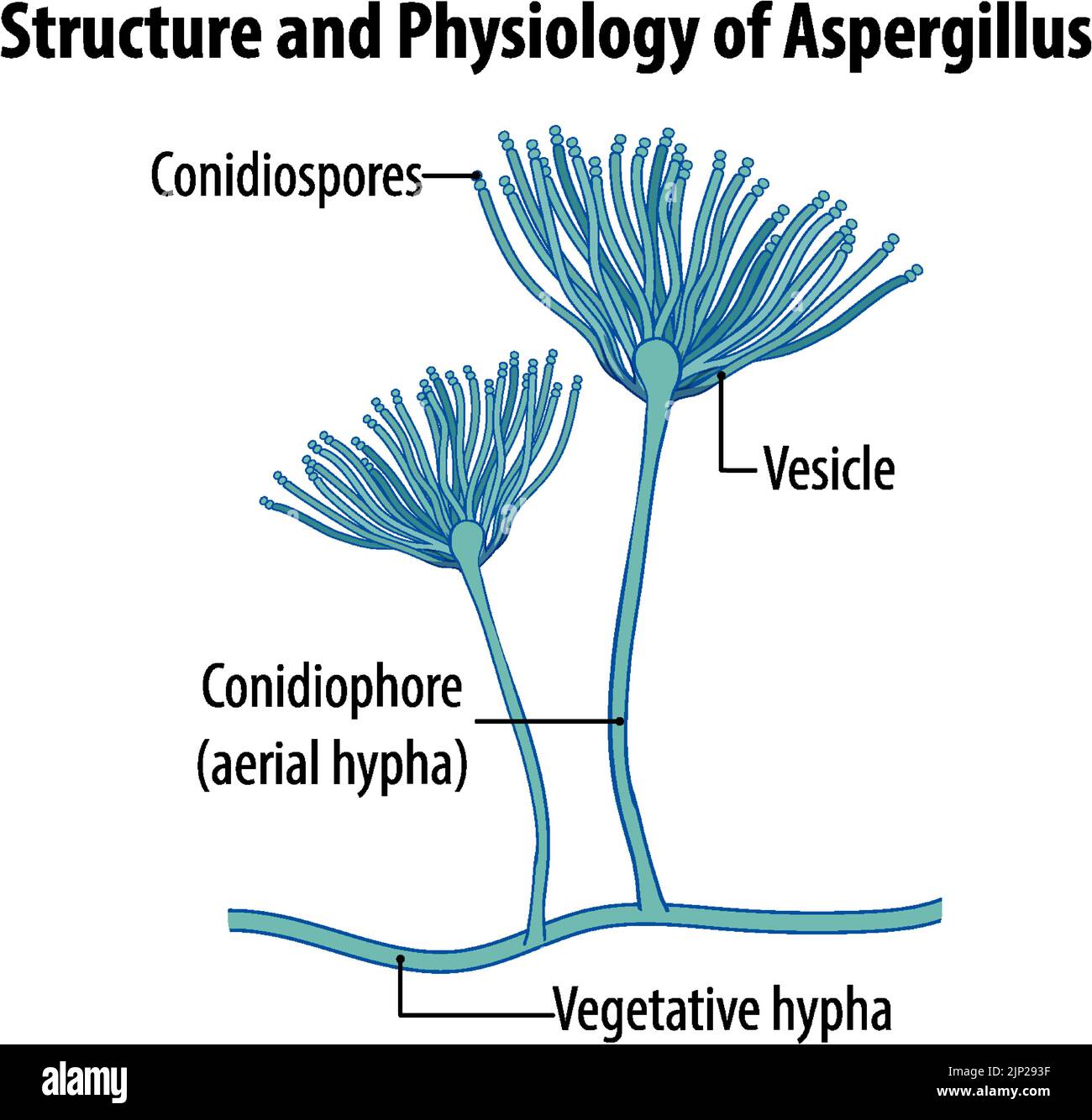 Structure and Physiology of Aspergillus illustration Stock Vector Image ...