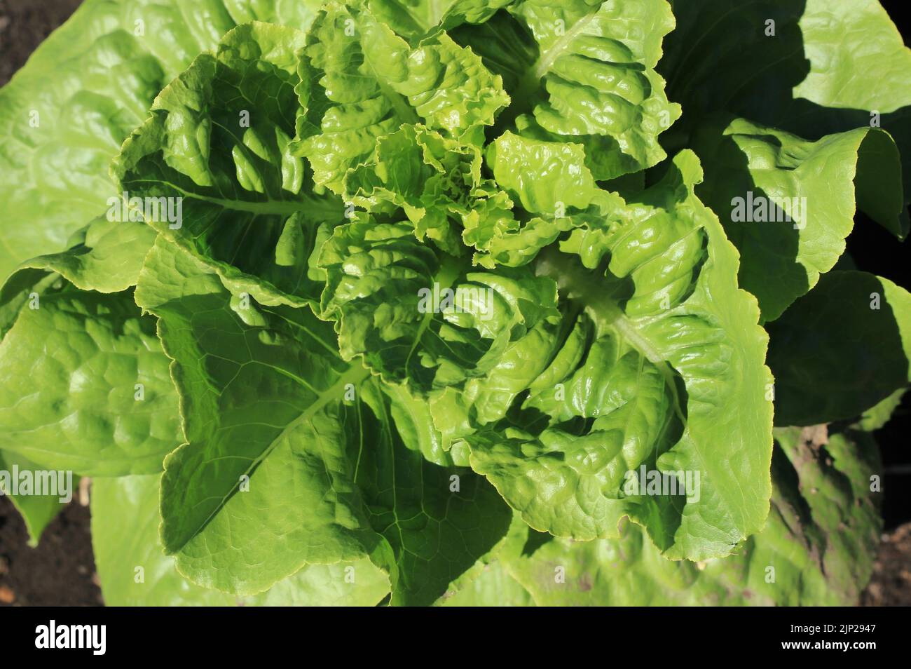 Top view of a head of lettuce growing in the kitchen garden Stock Photo ...