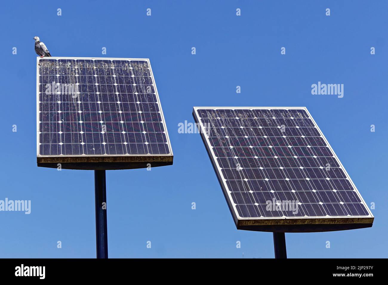 Pigeon bird droppings poop dirty solar panels energy problem Stock ...