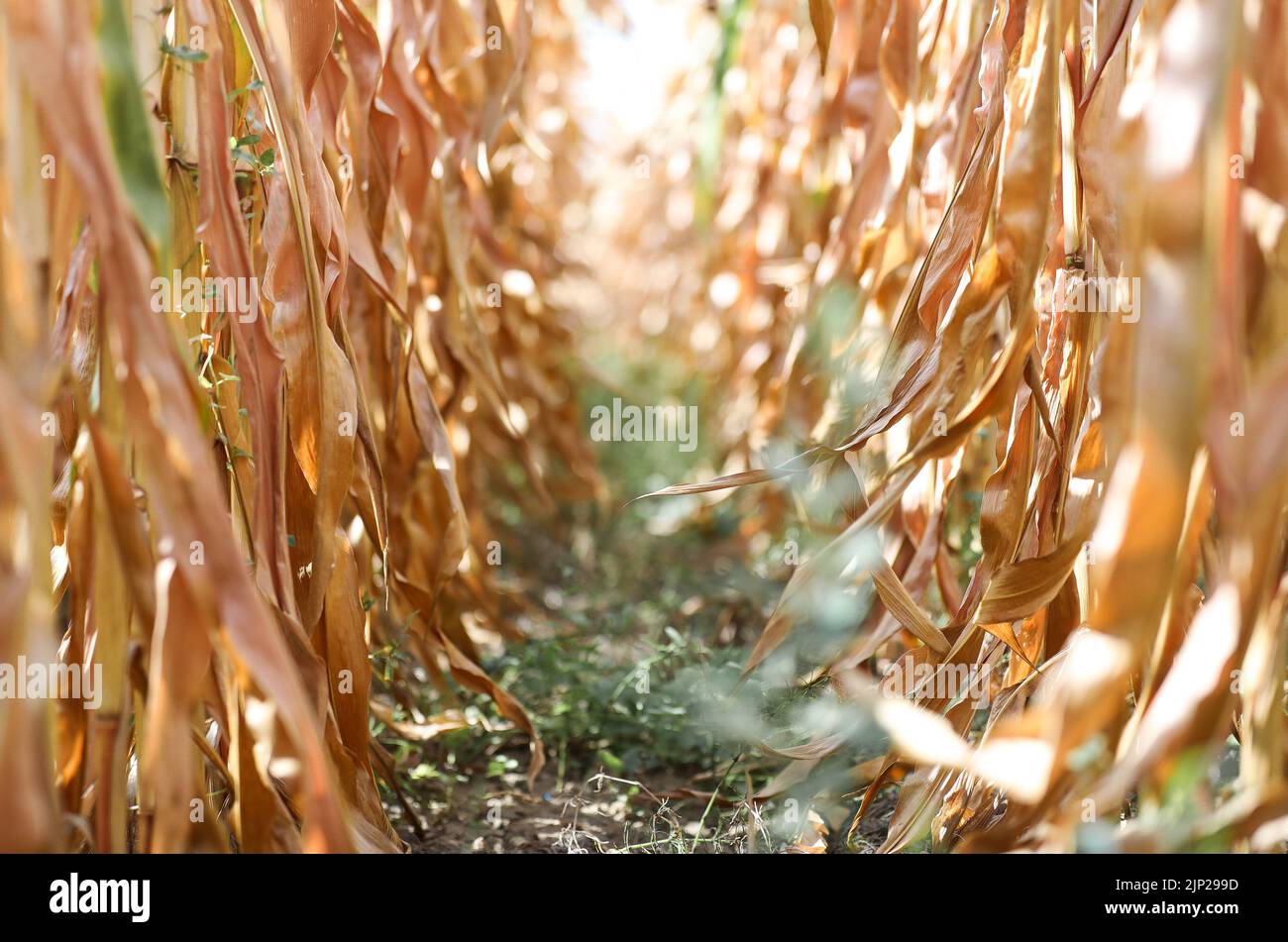 Photo taken on August 15, 2022 shows a sun-scorched cornfield in Zagreb ...
