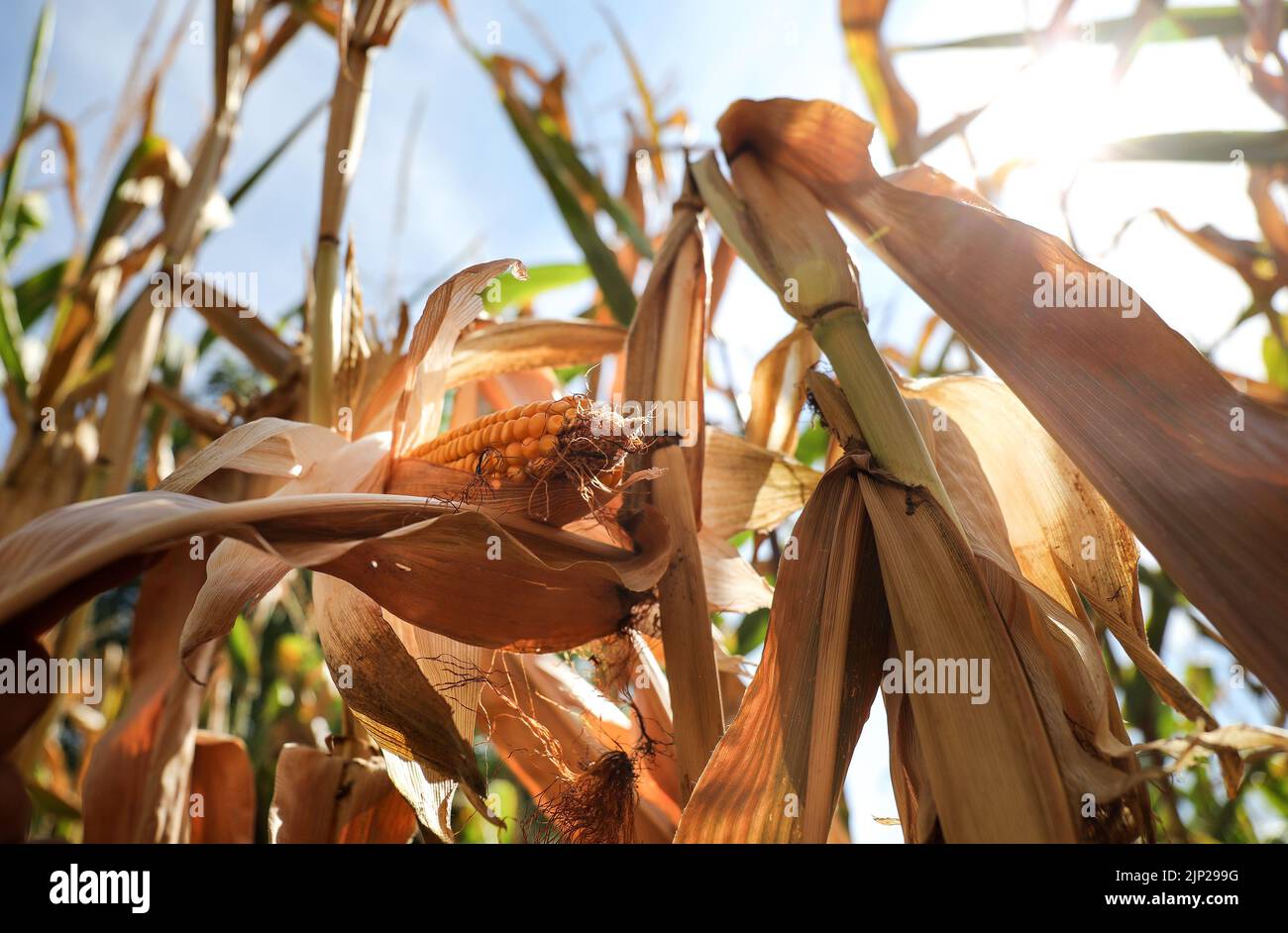 Scorched crops hi-res stock photography and images - Alamy