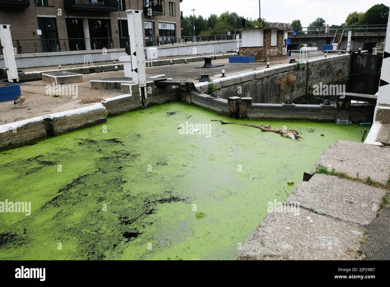 London, UK. 15th Aug 2022. UK Weather: drought warnings. Dry conditions ...