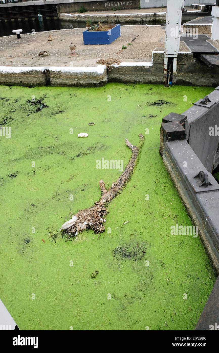 London, UK. 15th Aug 2022. UK Weather: drought warnings. Dry conditions ...