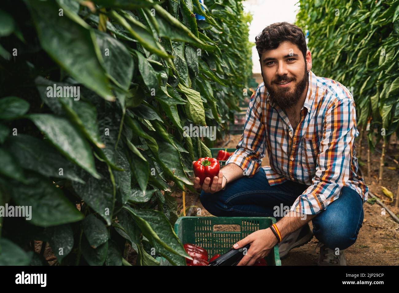 bell pepper, harvest, farmer, paprika, harvests, farmers Stock Photo ...