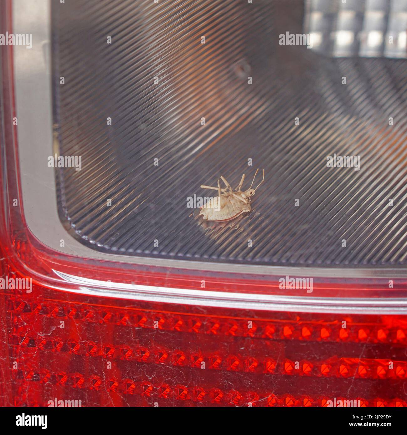 Dead bug skeleton in rear car light fixture problem Stock Photo - Alamy