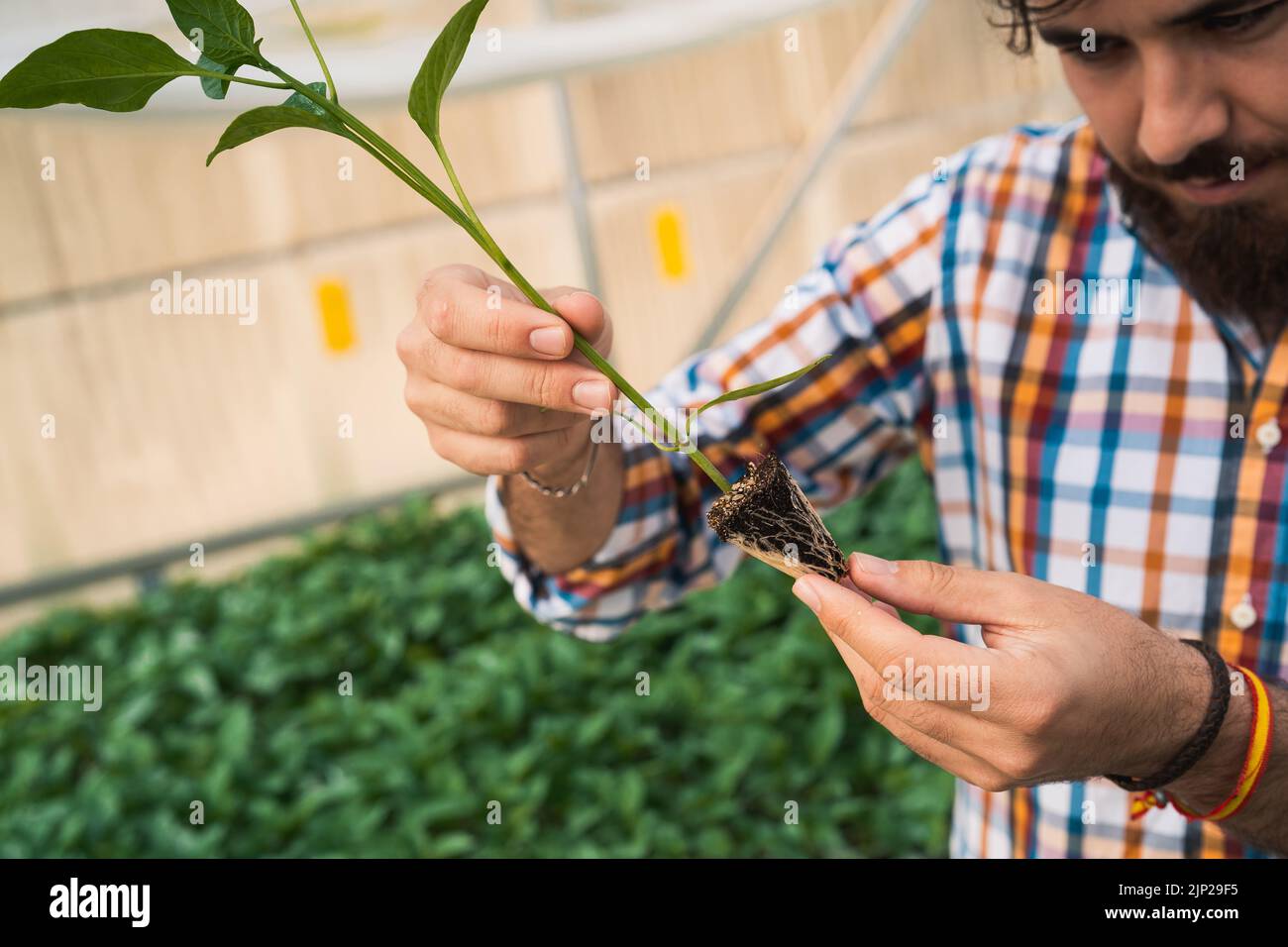 check, young plant, pepper plant, checks, young plants, pepper plants ...