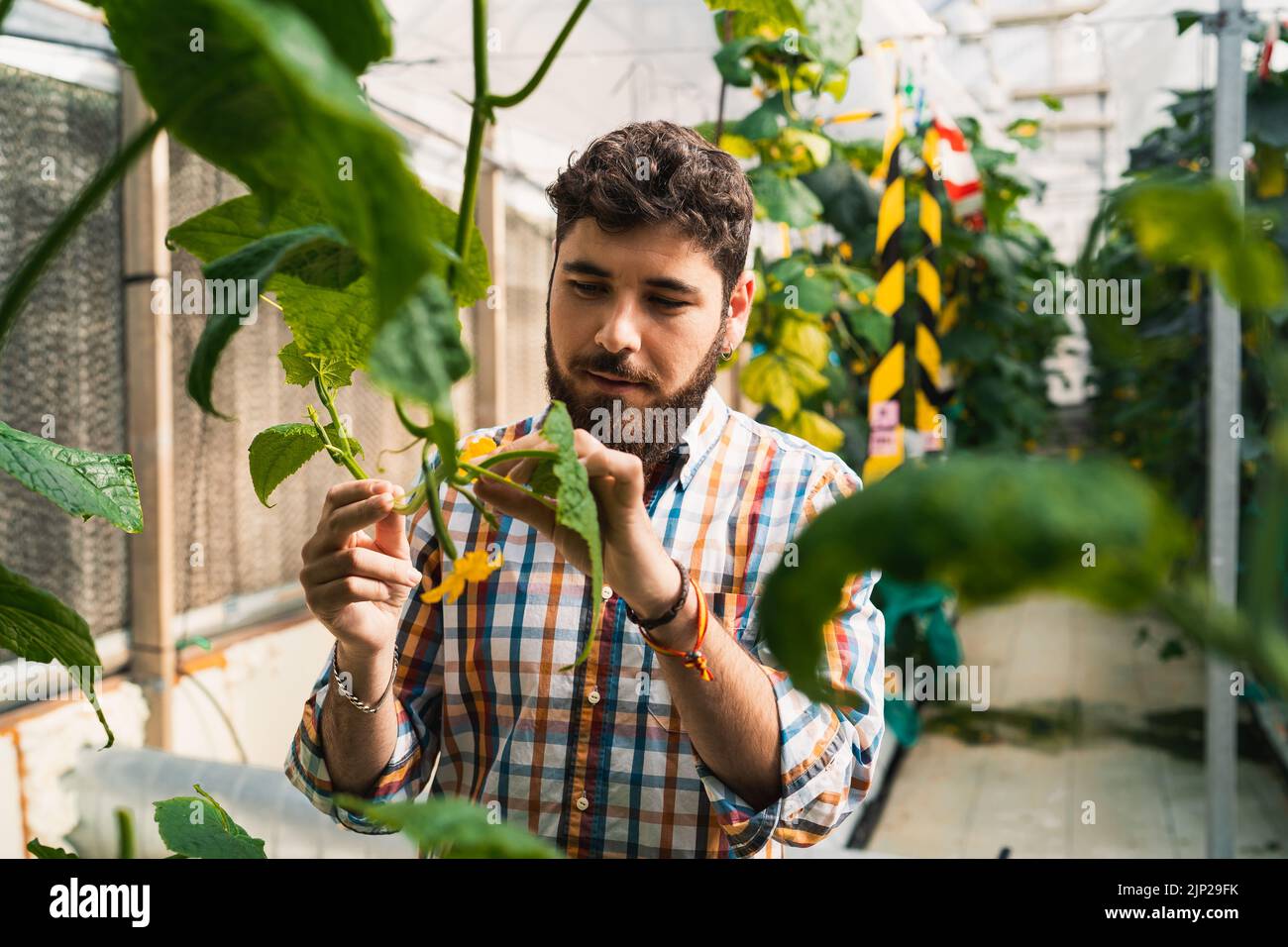 plant, farmer, check, plants, farmers, checks Stock Photo - Alamy