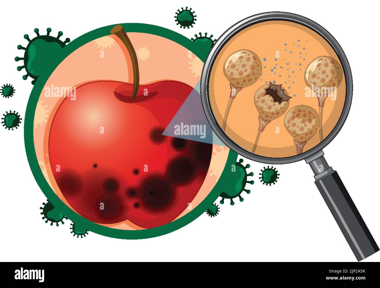 Inedible decomposed apple with mould illustration Stock Vector Image ...
