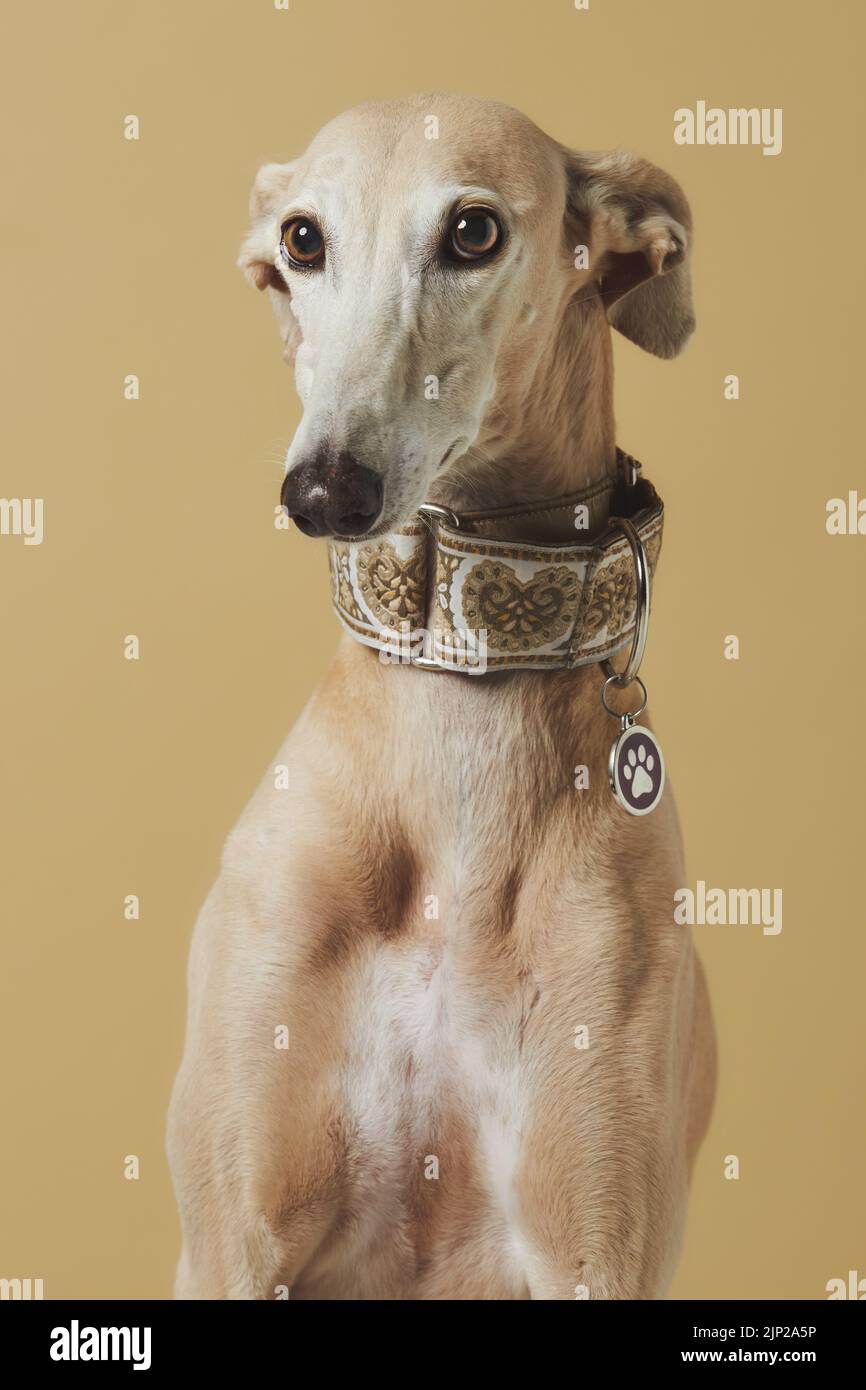 Pets fashion hi-res stock photography and images - Alamy