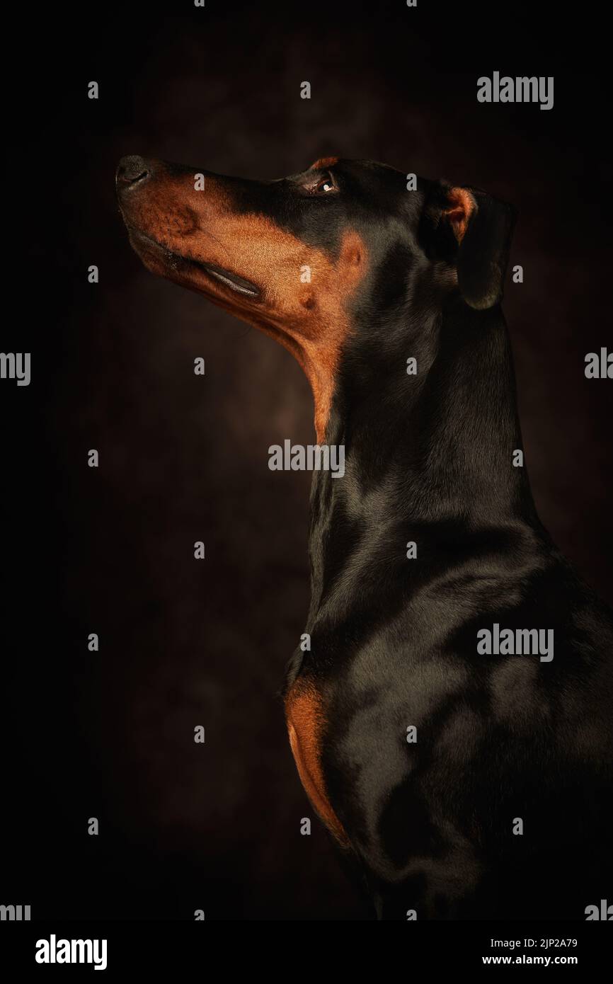 doberman pinscher, doberman pinschers Stock Photo - Alamy
