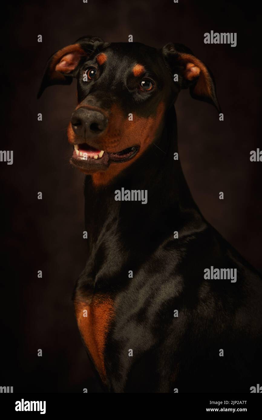 doberman pinscher, doberman pinschers Stock Photo - Alamy