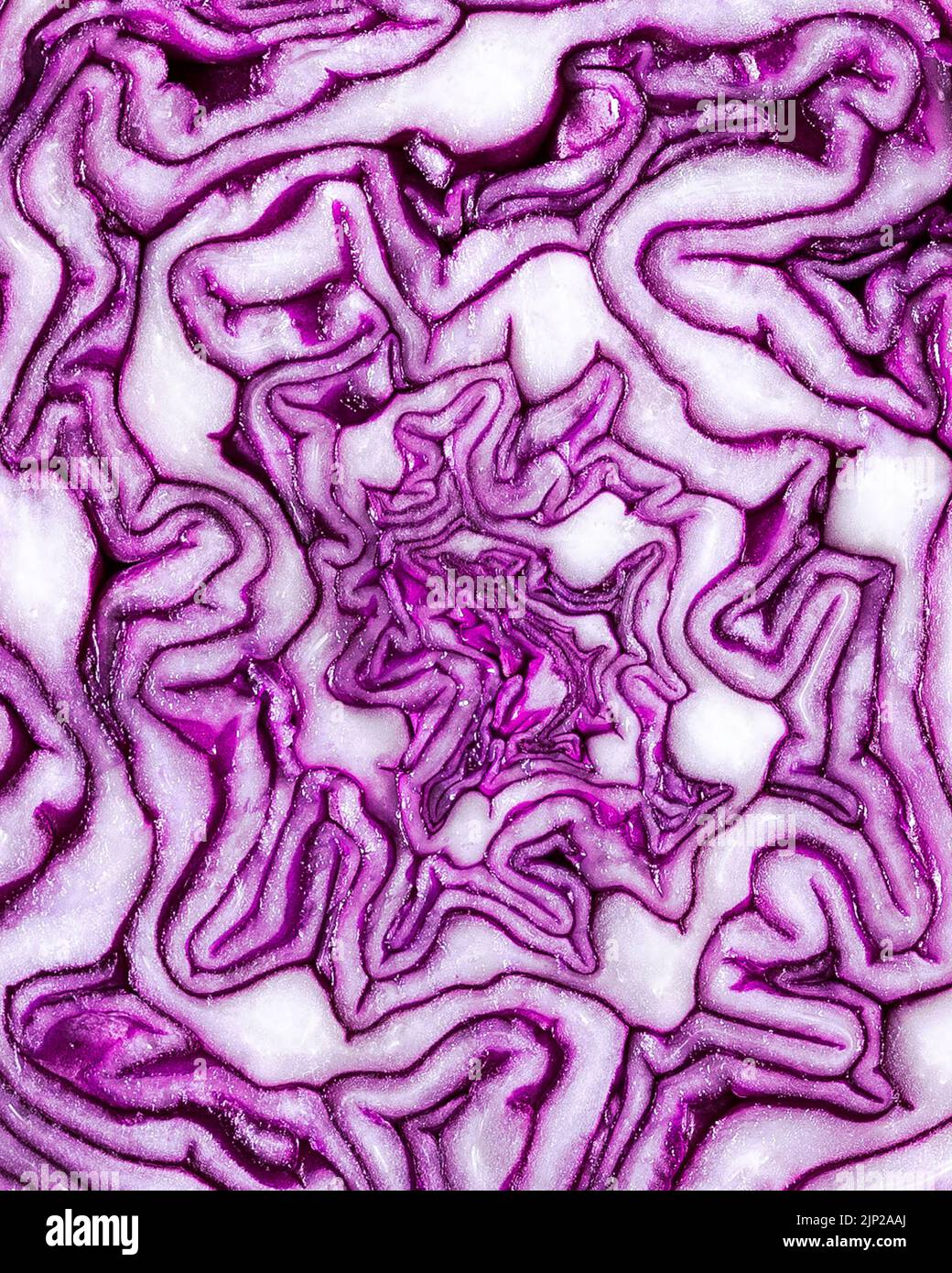 Extreme macro close-up of sliced red cabbage Stock Photo - Alamy