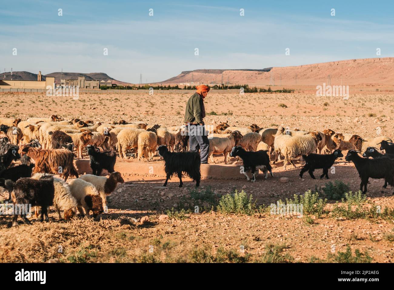 desert, goats, shepherd, morocco, deserts, wüste, goat, shepherds ...