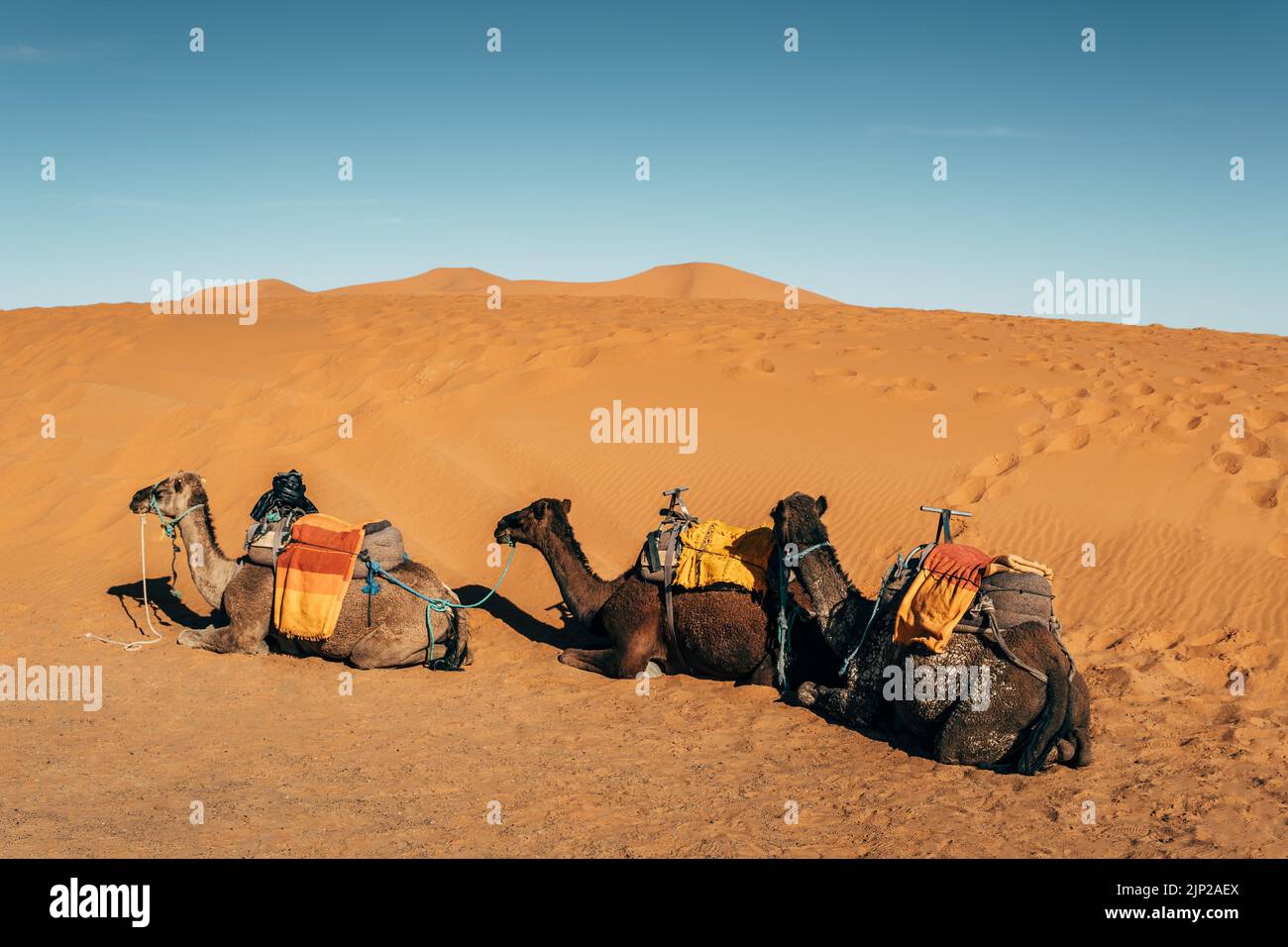 resting, camel, mount, caravan, rest, camels, mounts, caravans, mobile ...