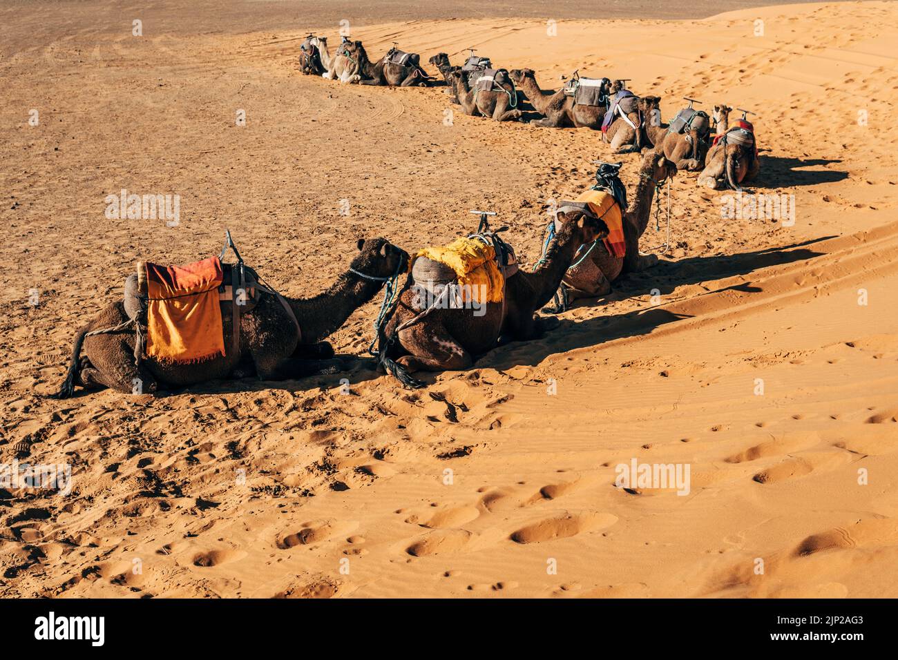 desert, camel, mount, deserts, wüste, camels, mounts Stock Photo - Alamy