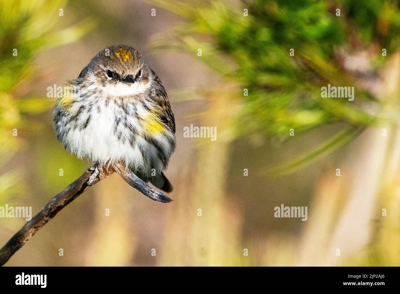 Female yellow=rumped warbler during spring migration Stock Photo - Alamy
