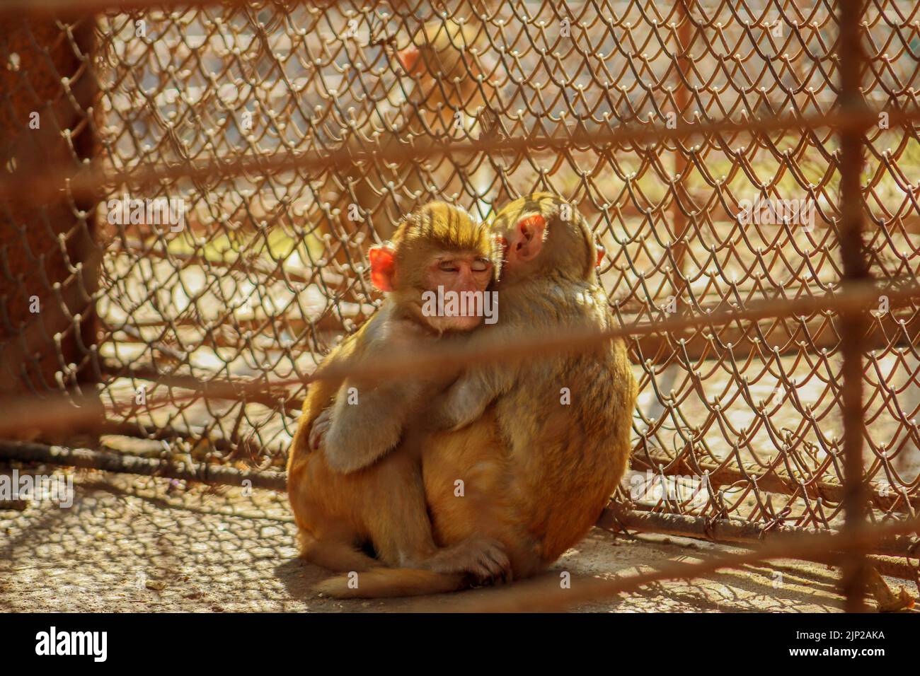 A view from the middle of wires with two monkeys sitting in a zoo cell ...