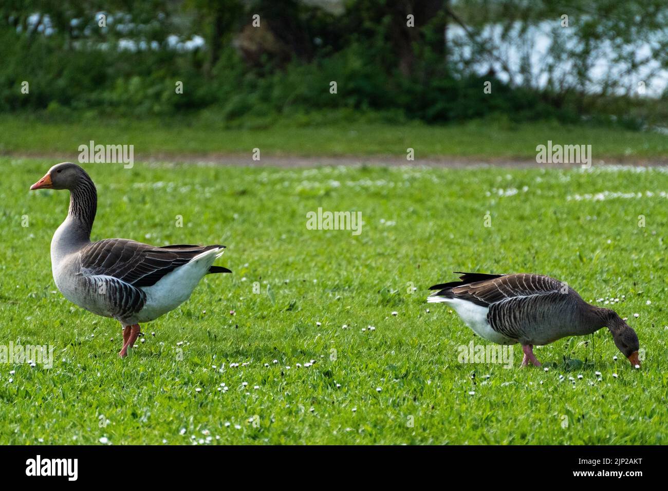 Beaks facing hi-res stock photography and images - Alamy