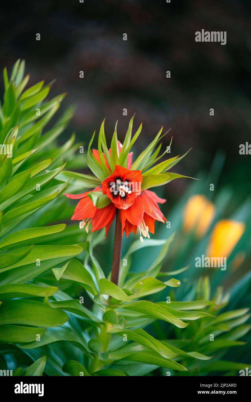 A close-up of red crown imperial flower, vertical shot Stock Photo - Alamy
