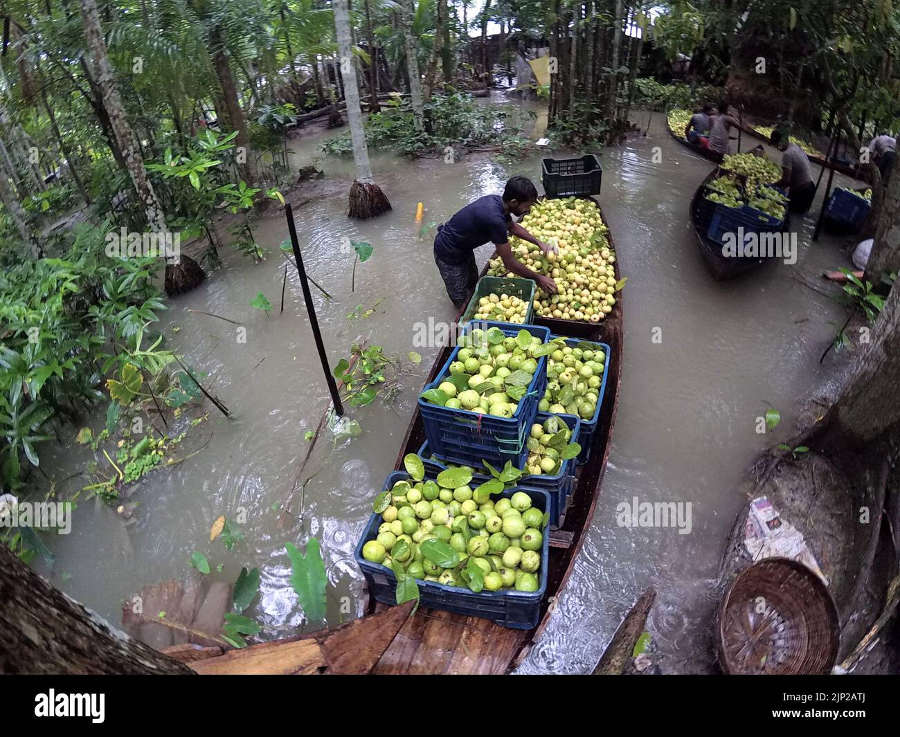 Picking guava hi-res stock photography and images - Alamy