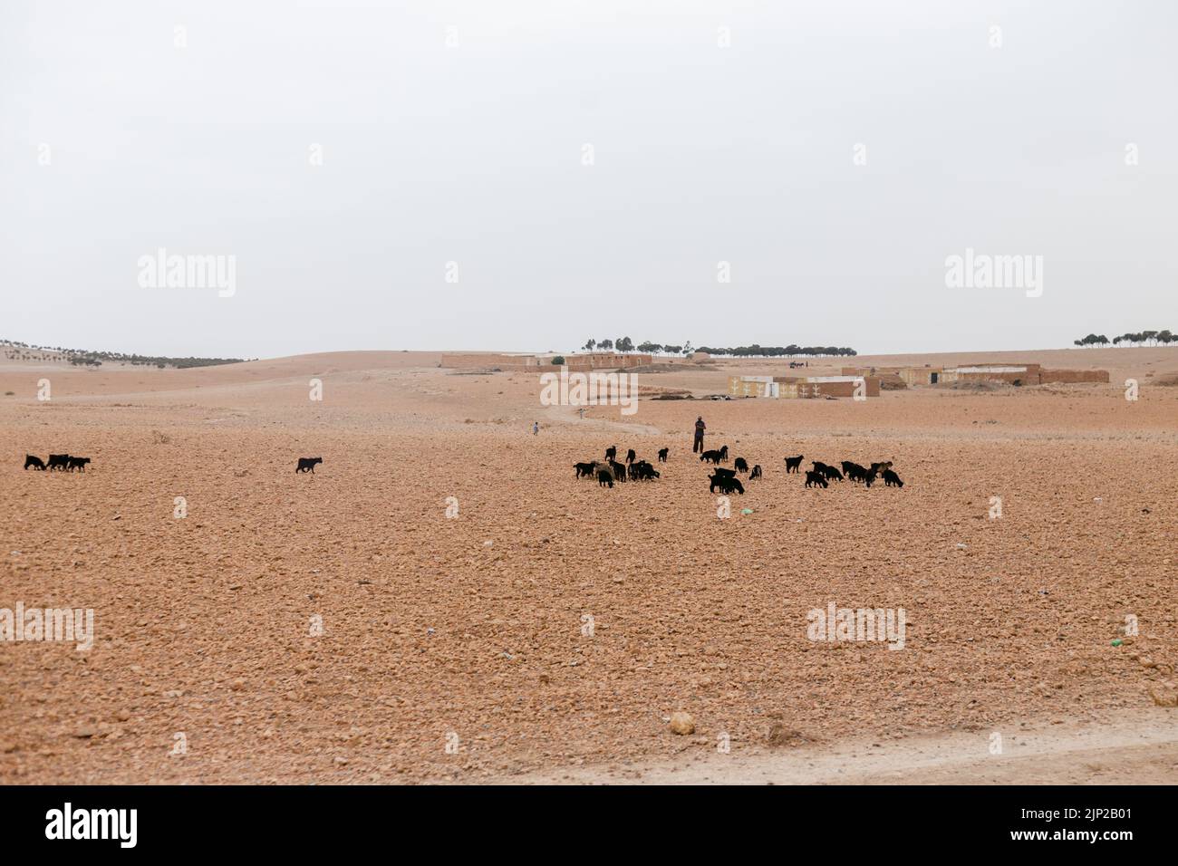 Marrakesh morocco sheep hi-res stock photography and images - Alamy