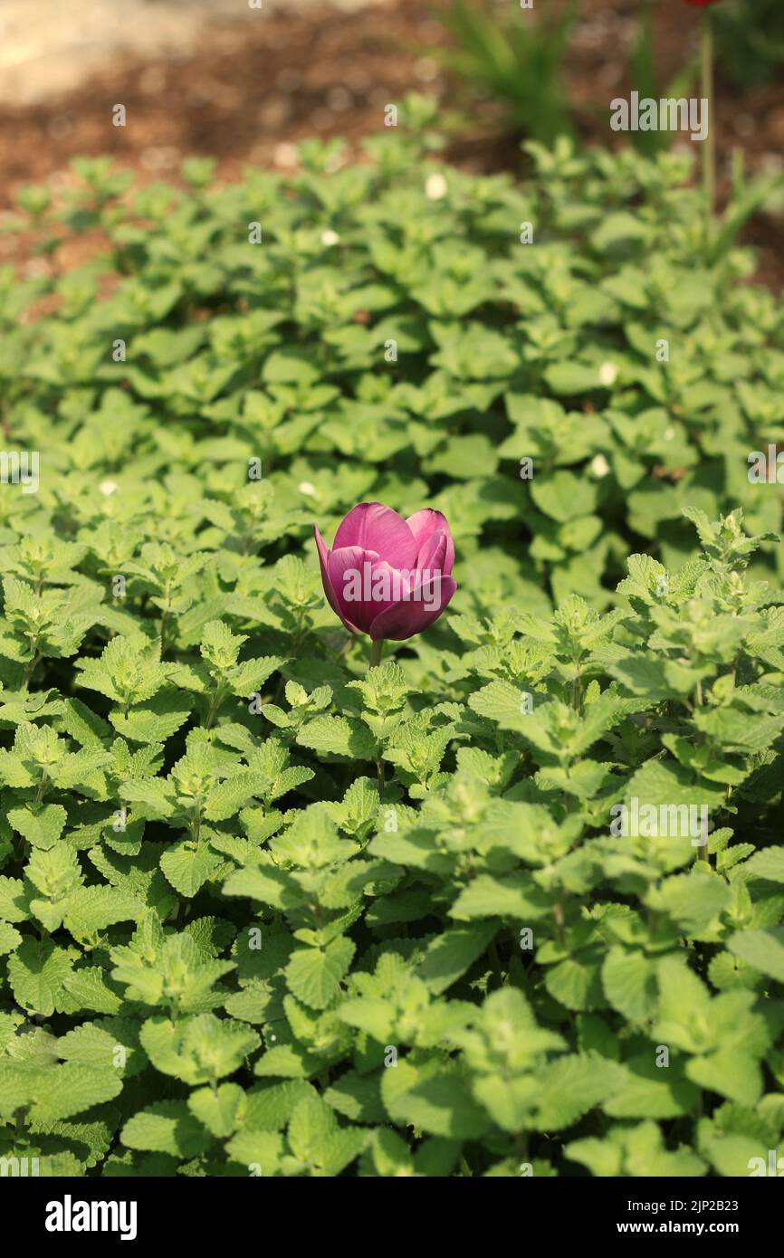 Single purple spring tulip growing in a field of leafy green mint ...