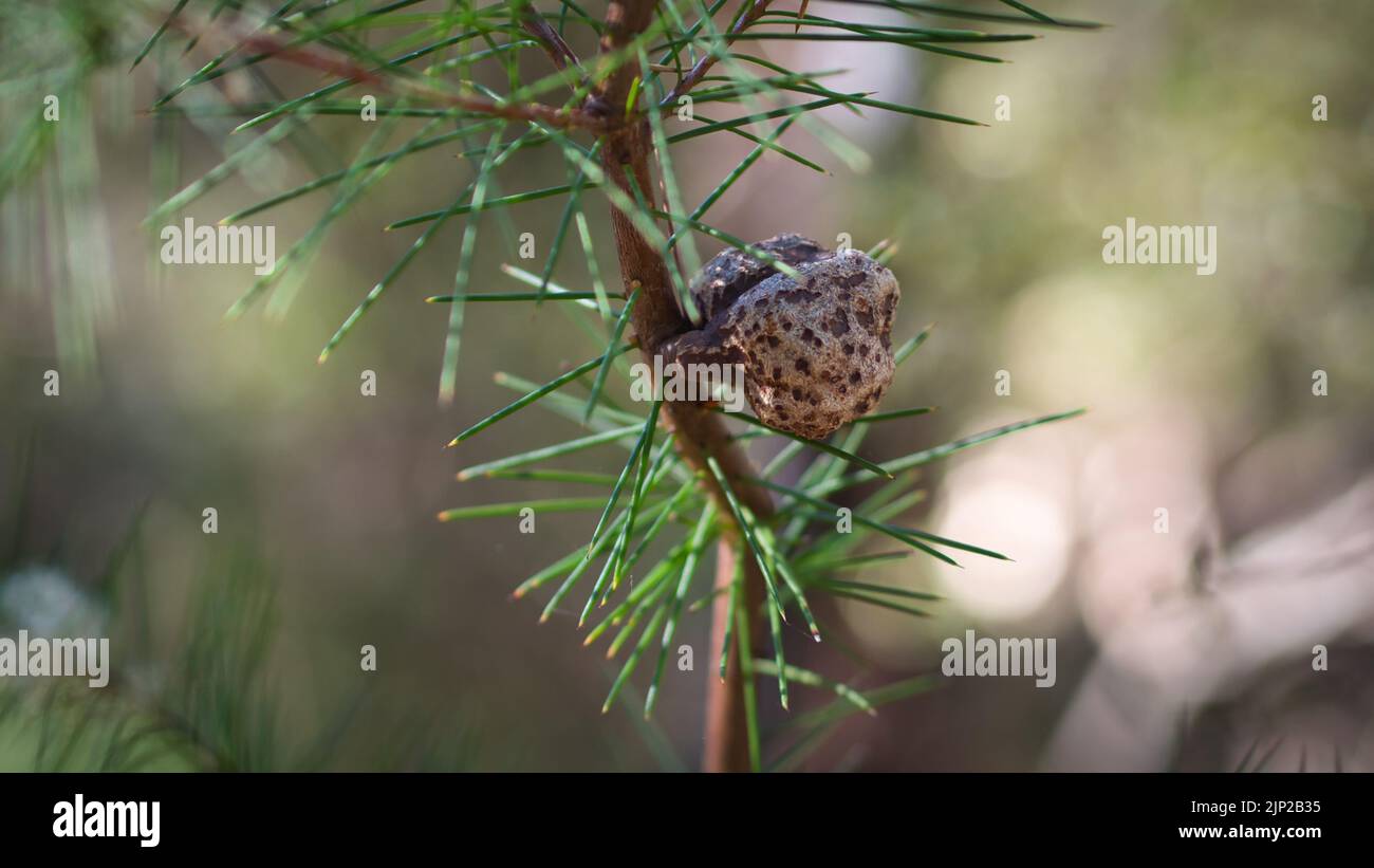 A small seed pod hanging off a tree branch on blur background Stock ...