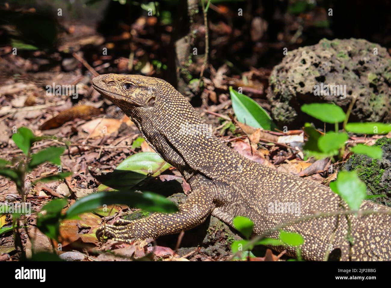 A clouded monitor (Varanus nebulosus) on the ground Stock Photo - Alamy