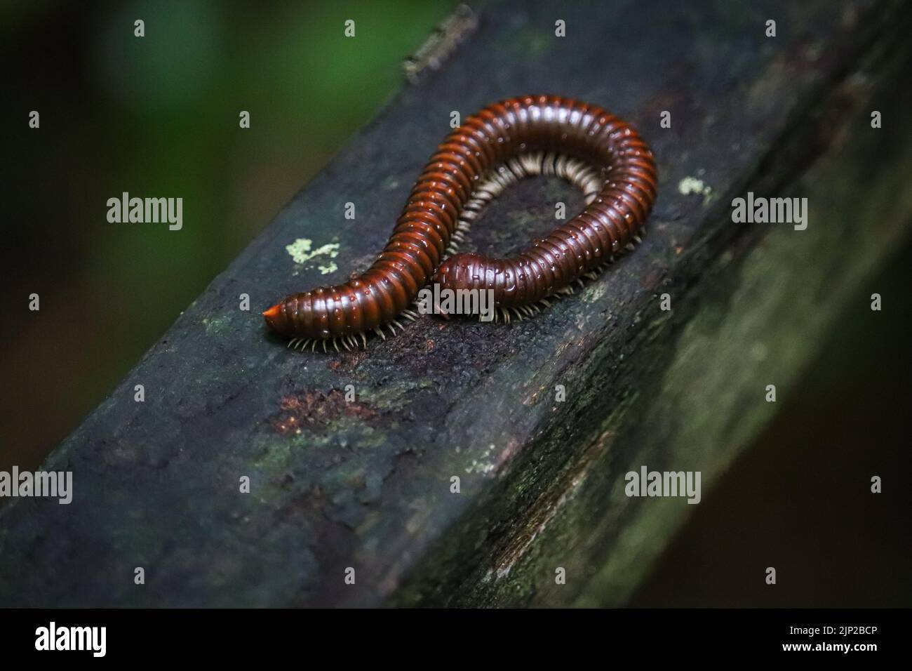 Spirostreptus hi-res stock photography and images - Alamy