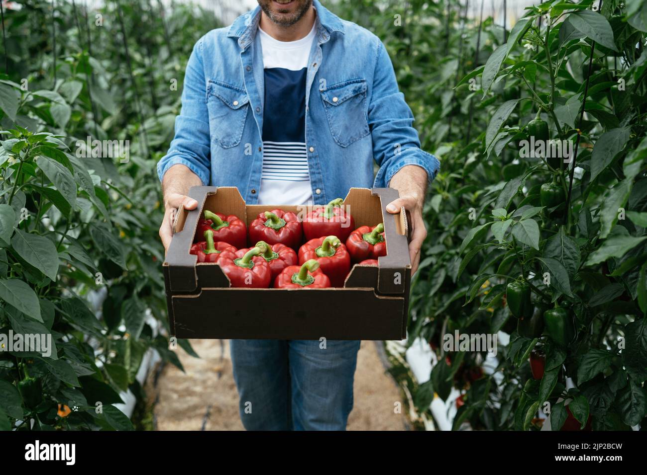bell pepper, harvest, paprika, harvests Stock Photo - Alamy