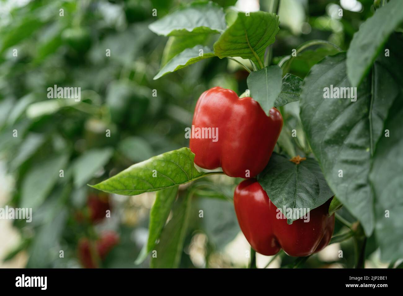 pepper plant, red pepper, pepper plants Stock Photo - Alamy