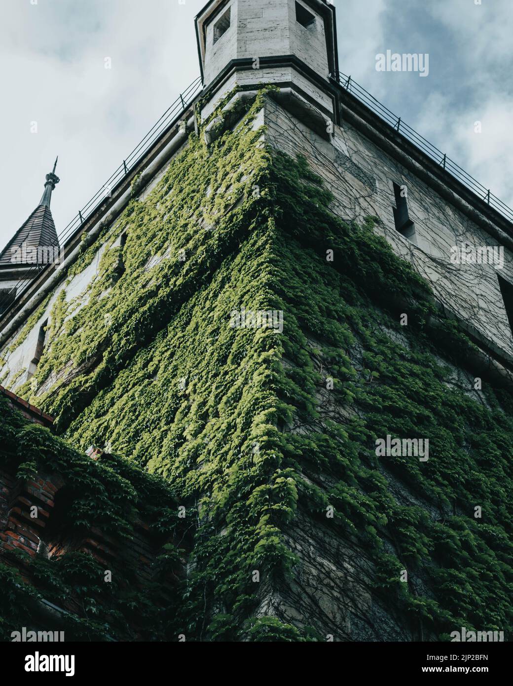 An old castle wall with overgrown leaves Stock Photo - Alamy