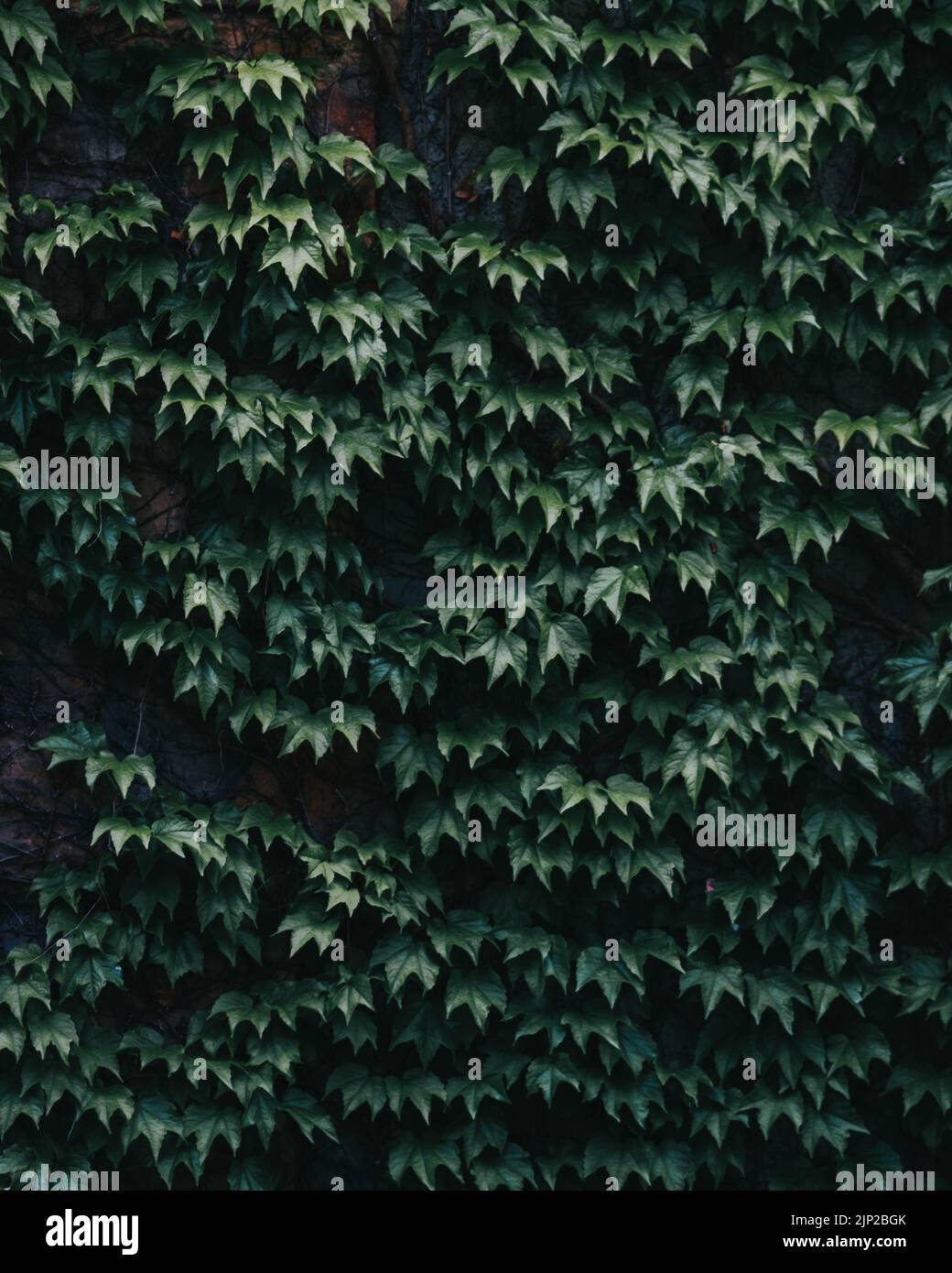 Overgrown garden border hi-res stock photography and images - Alamy
