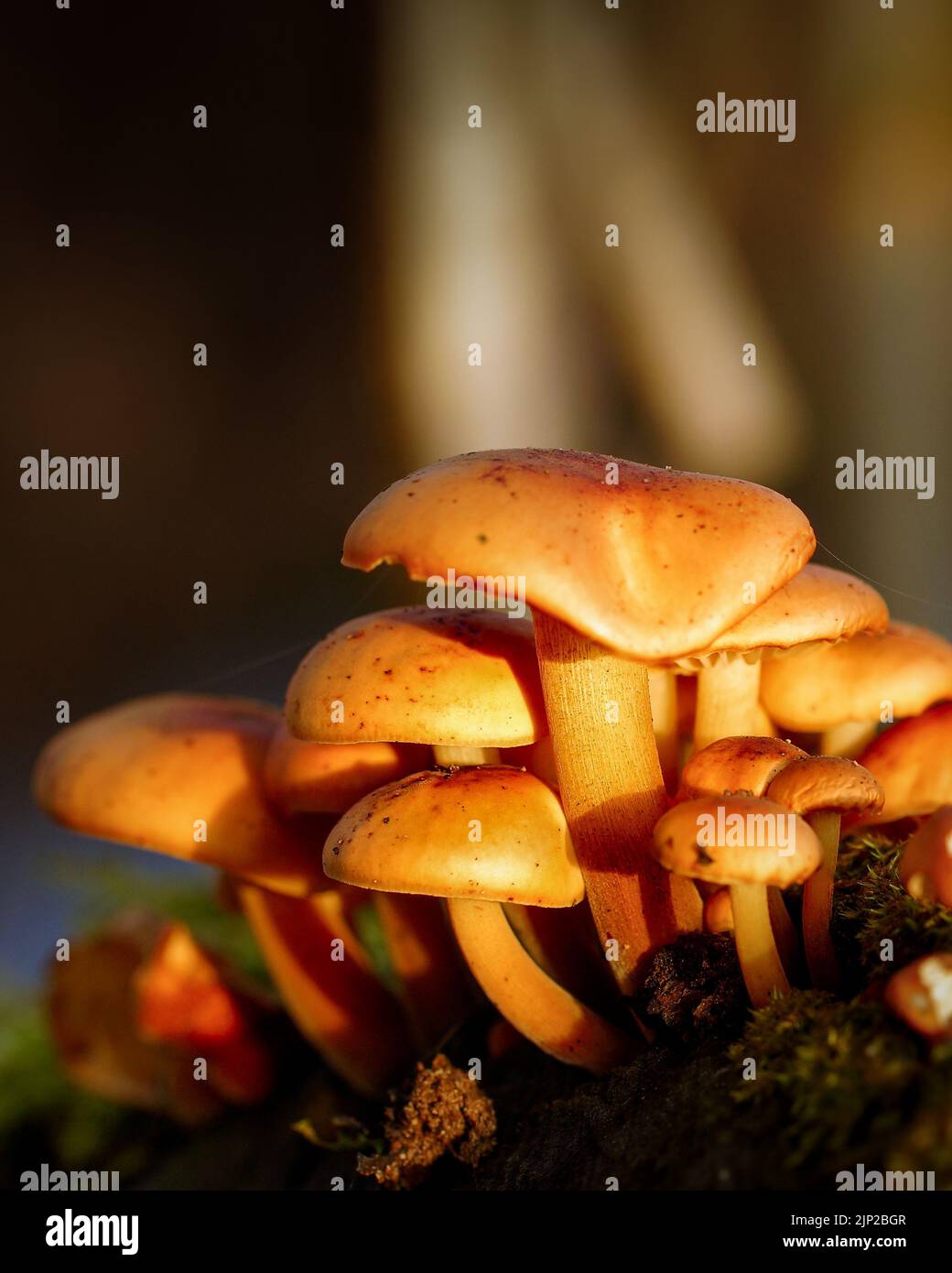 Mushrooms under the sun hi-res stock photography and images - Alamy