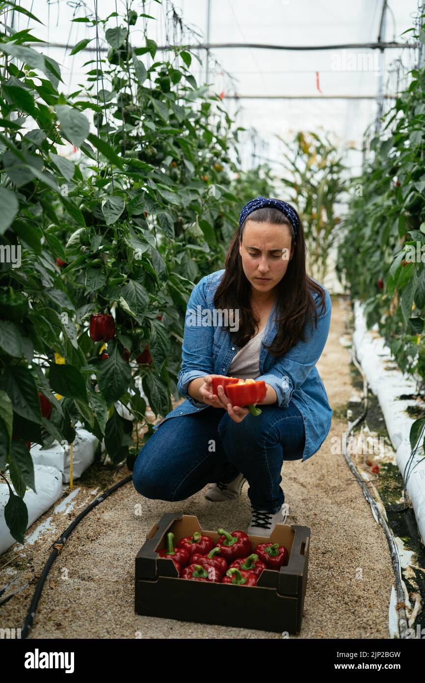 bell pepper, harvest, control, sliced, gardener, paprika, harvests ...