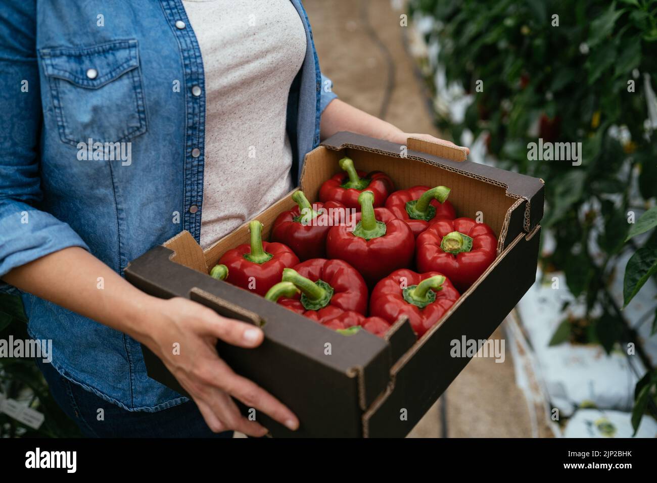 bell pepper, harvest, red pepper, paprika, harvests Stock Photo - Alamy