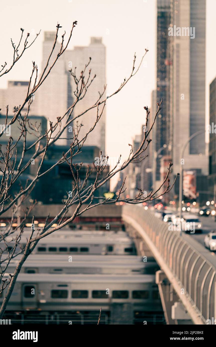 A sprouting tree branch against the modern New York city Stock Photo ...